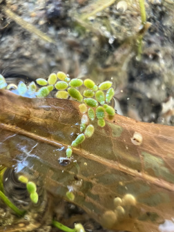 Wolffia borealis_百度百科