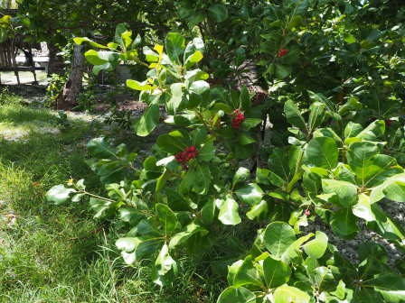 Terminalia samoensis_百度百科