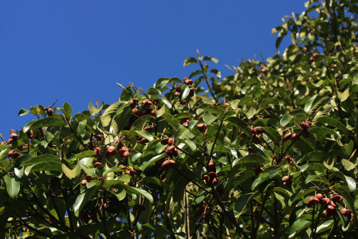 Bhesa indica_百度百科