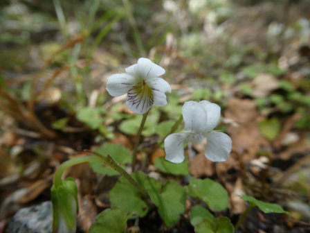 Viola filicaulis_百度百科