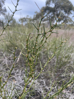 Duma horrida_百度百科