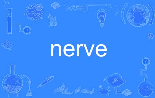 nerve_百度百科
