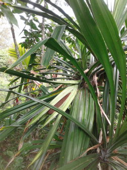 Pandanus conoideus_百度百科