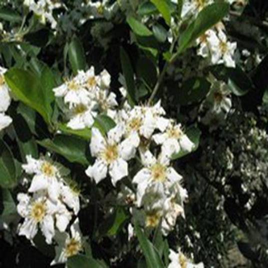 Mespilus canescens_百度百科