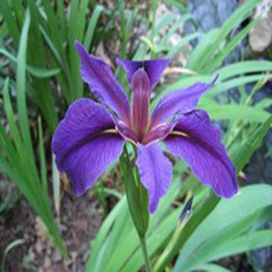 Iris hexagona_百度百科