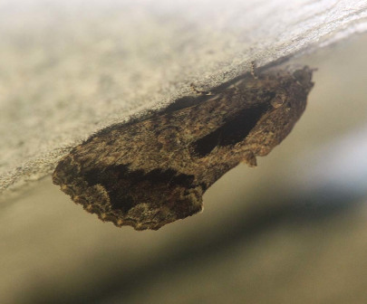 齿蕊夜蛾_百度百科