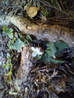 Viola filicaulis_百度百科