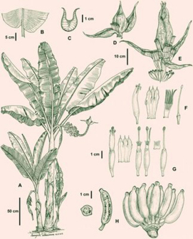 野生香蕉_百度百科