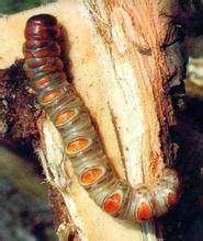 云南蝙蛾_百度百科