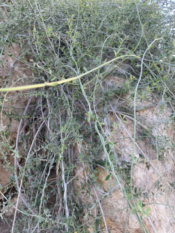 Cocculus pendulus_百度百科