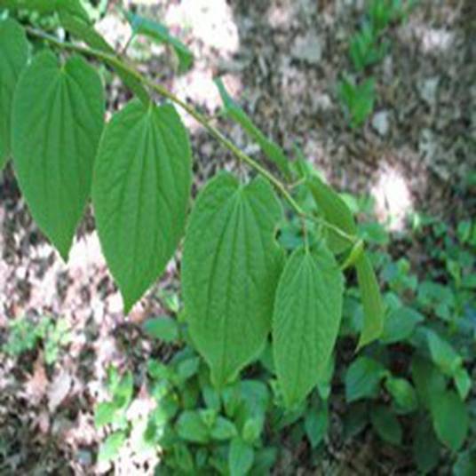 Tetracentron sinense_百度百科