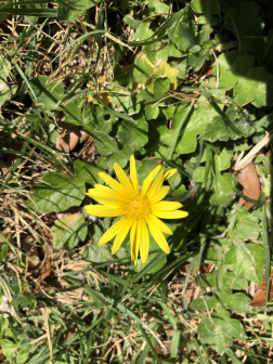 Arctotheca prostrata_百度百科