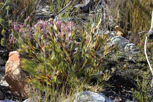 Nivenia inaequalis_百度百科