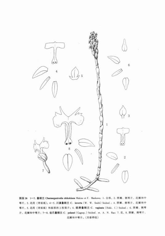 川滇叠鞘兰_百度百科