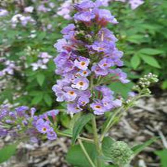 Buddleja 'Blue Chip' LO AND BEHOLD_百度百科