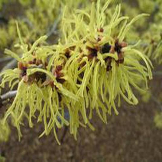 Hamamelis × intermedia 'Sunburst'_百度百科