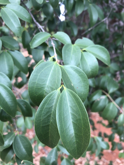 Strychnos decussata_百度百科