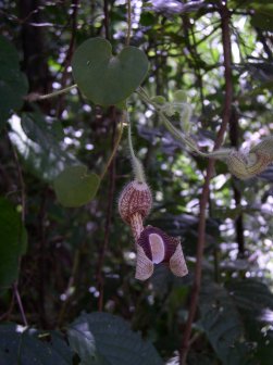 Aristolochia ridicula_百度百科