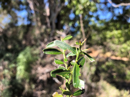 Citrus australis_百度百科