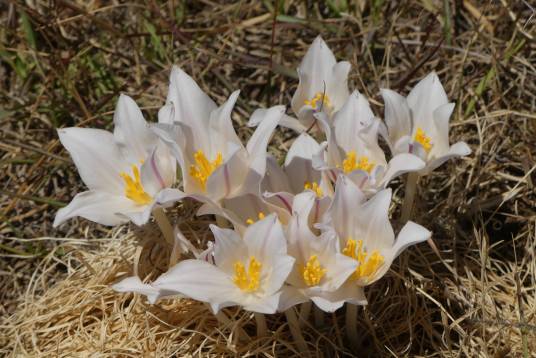 Gethyllis afra_百度百科