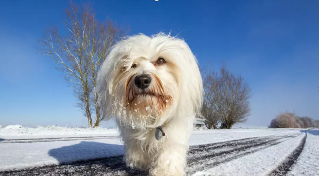 哈瓦那犬？你知道多少呢？_百科TA说