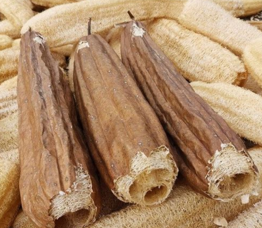 丝瓜络_百度百科