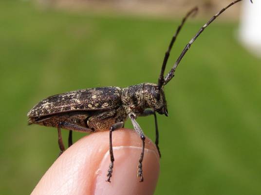 白斑尖天牛_百度百科