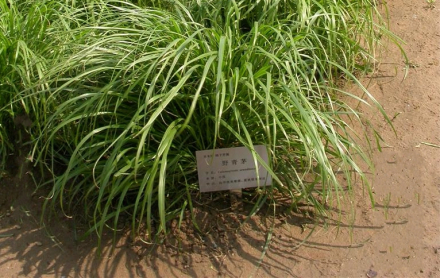 野青茅_百度百科