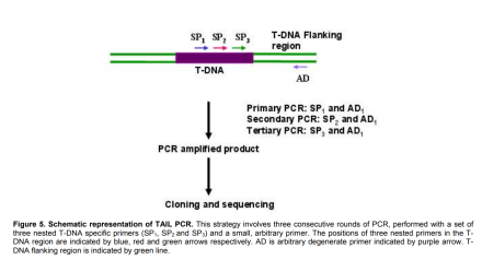 Tail PCR_百度百科