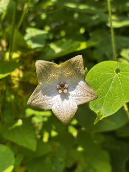 Polystemma guatemalense_百度百科