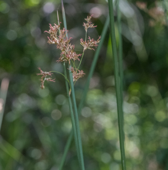 Juncus textilis_百度百科