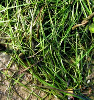 Zostera capensis_百度百科