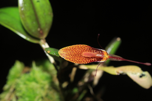 Restrepia citrina_百度百科