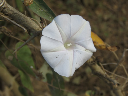 Ipomoea puncticulata_百度百科