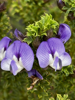 Psoralea aculeata_百度百科
