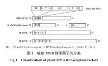 MYB转录因子_百度百科