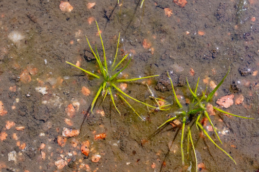 Isoetes lithophila_百度百科