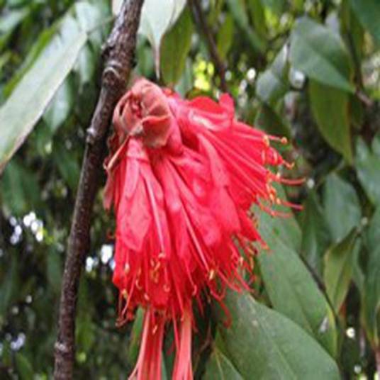 Brownea coccinea subsp. capitella_百度百科