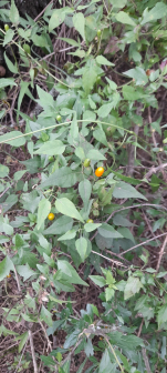 Capsicum chacoense_百度百科