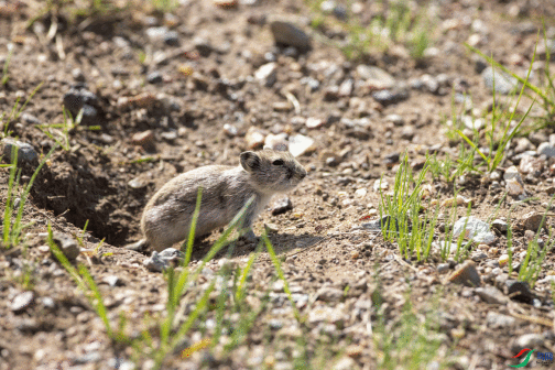 小泡灰鼠_百度百科
