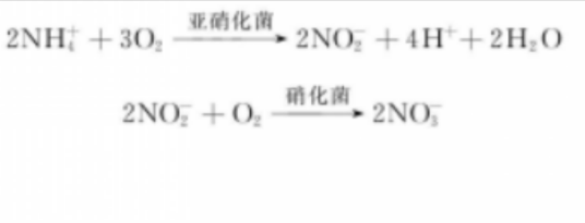 硝化作用_百度百科