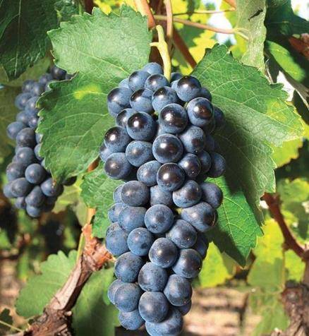 Vitis labrusca 'Concord Seedless'_百度百科