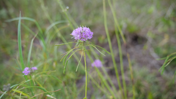 Warea amplexifolia_百度百科