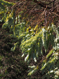 Olax phyllanthi_百度百科