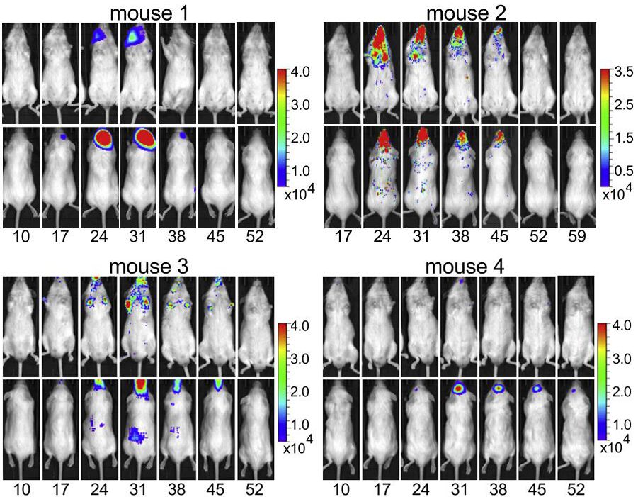 CAR-iNKT——更有效的癌症「现货」免疫疗法_百科TA说