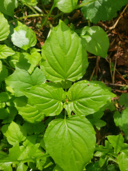 Circaea alpina_百度百科