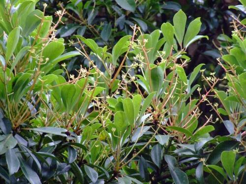 润楠：这种树木很润_百科TA说