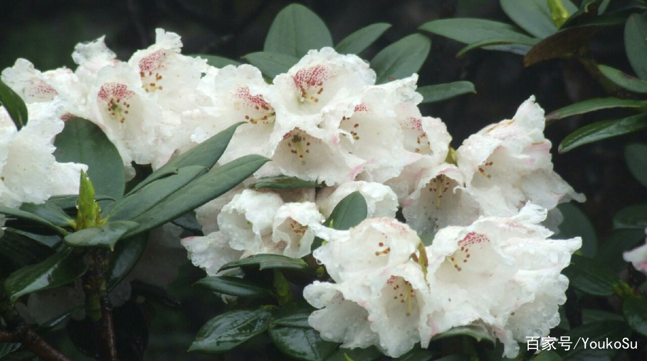 大理苍山迎来野生杜鹃花最佳观赏期！_百科TA说