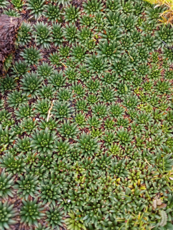 Plantago rigida_百度百科