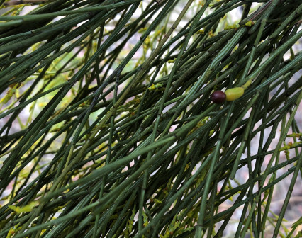 Exocarpos sparteus_百度百科